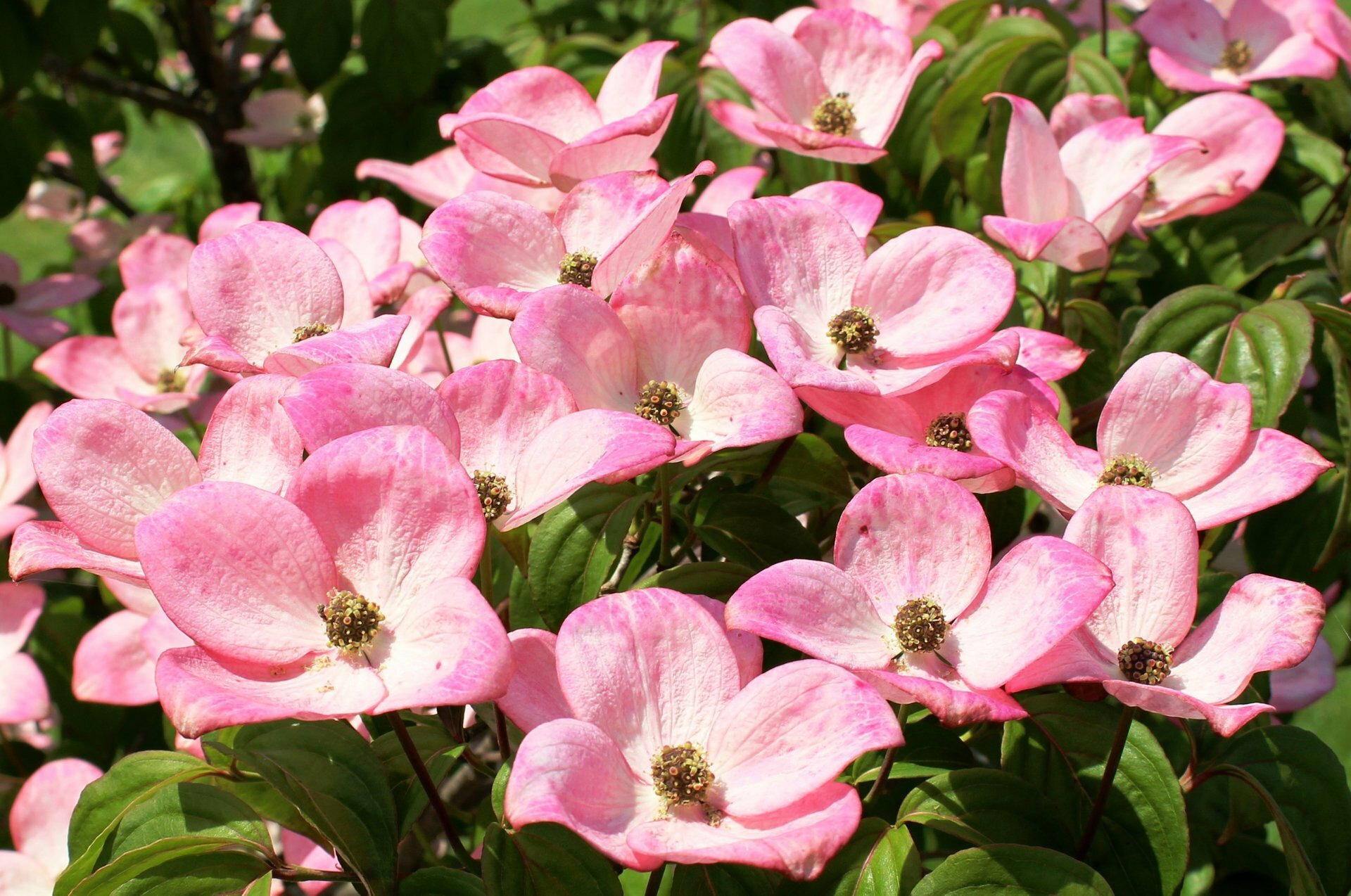 Cornus Florida Cherokee Chief V40 - alt. 150/175 cm