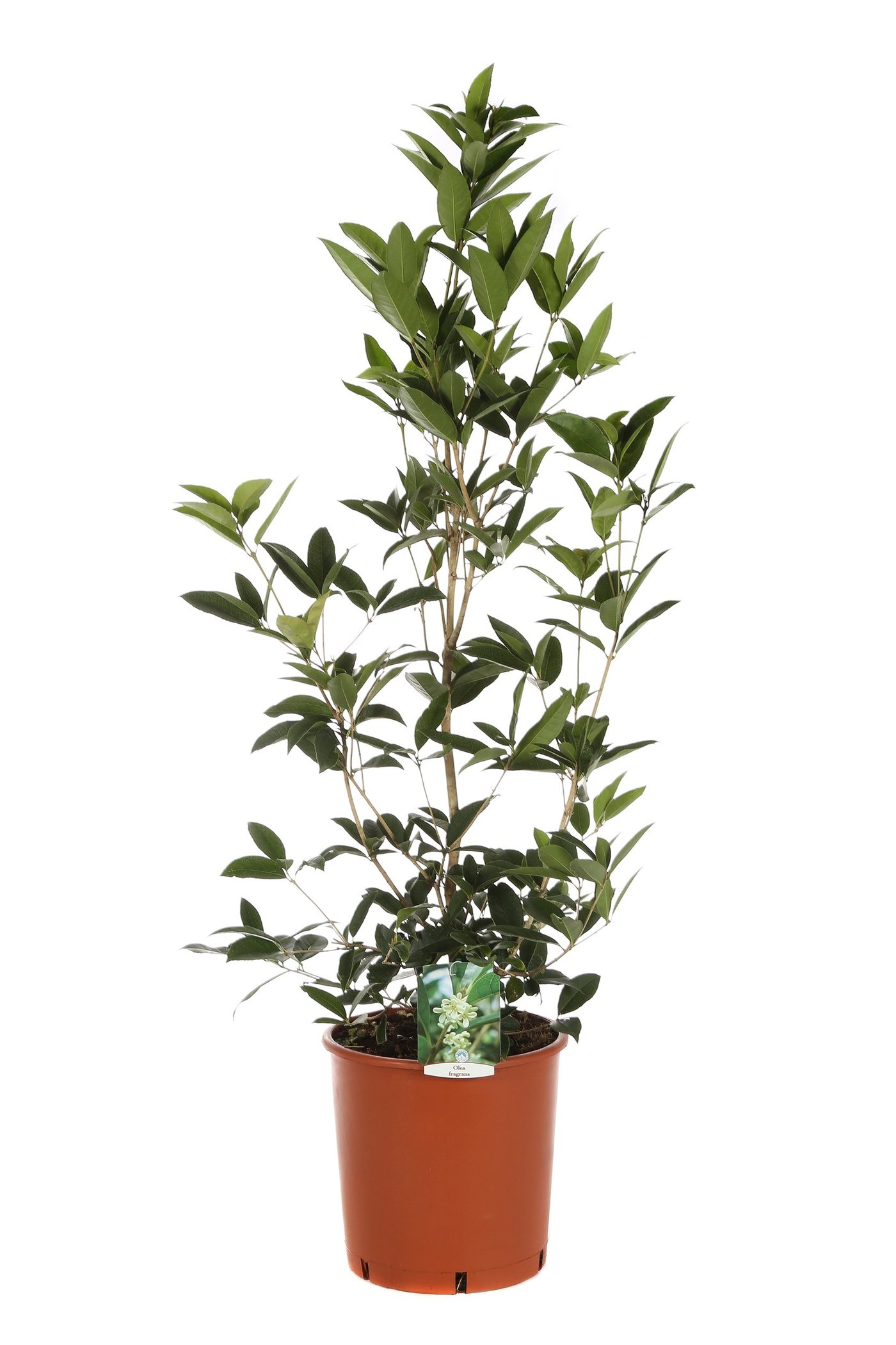 Olea Fragrans V24 (osmanto)