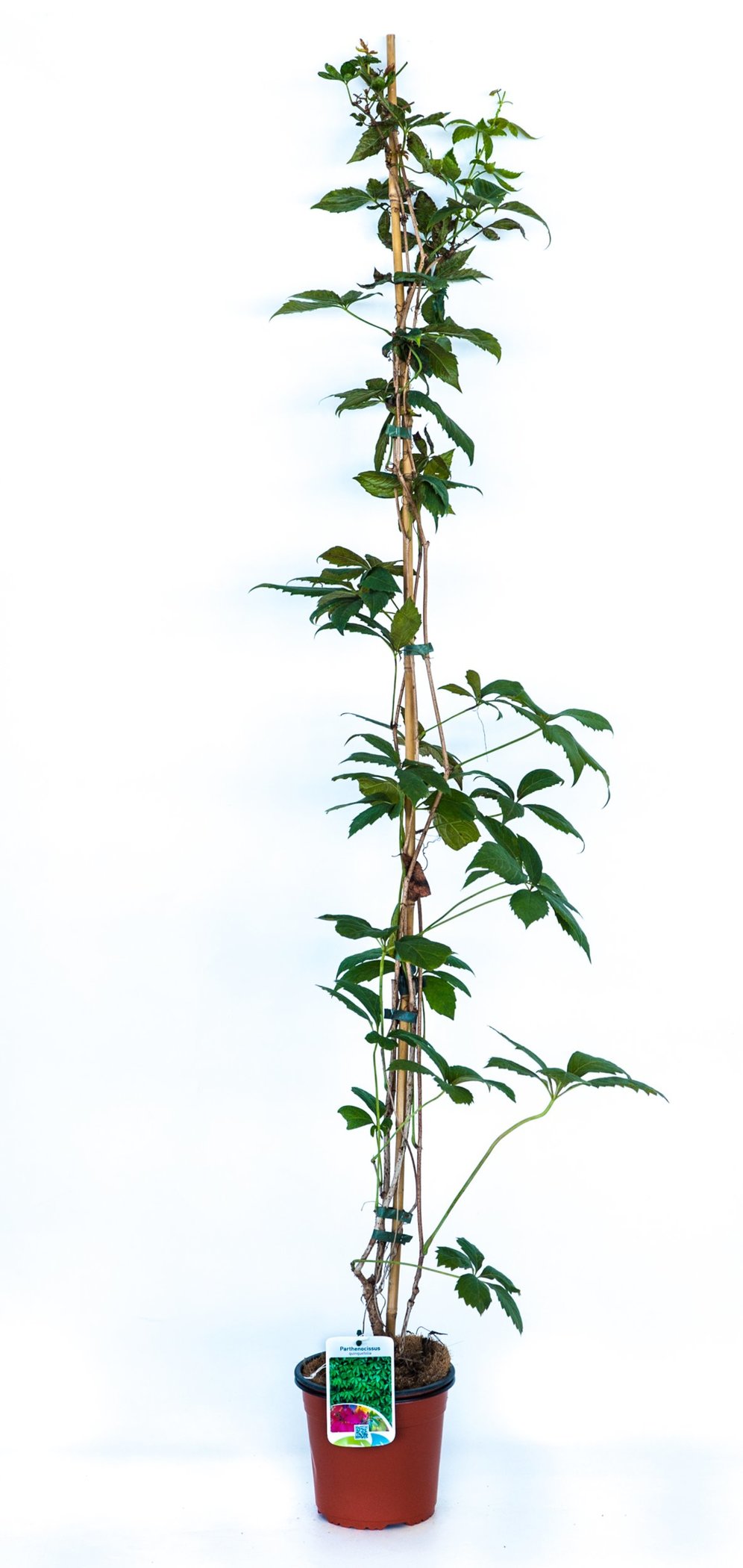 Parthenocisus Quinquefolia V19 (vite americana)