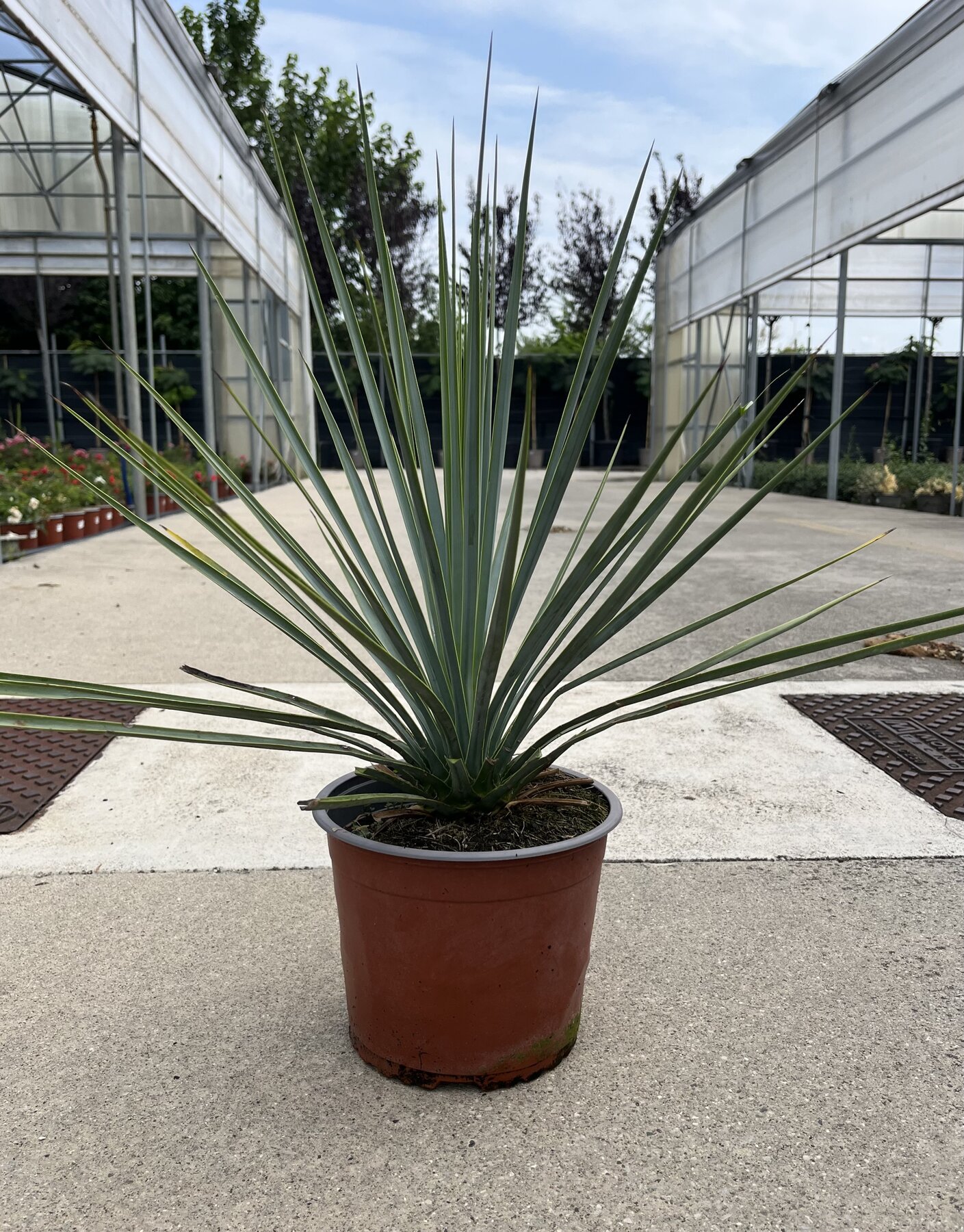 Yucca Rigida V19